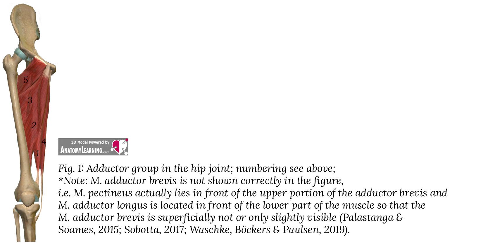 Adductor muscles anatomy | Click here